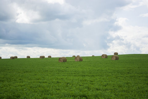 Phillips Hay Farm Eastland County Carbon Texas | Fertilized Irrigated ...